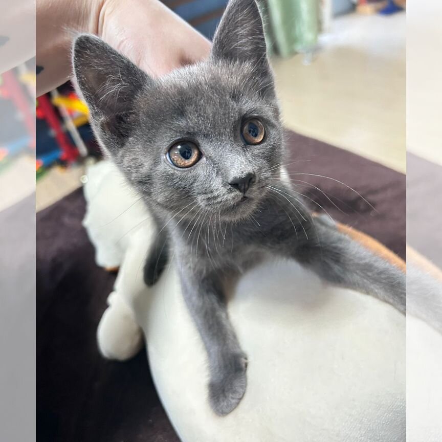 Котёнок в добрые руки