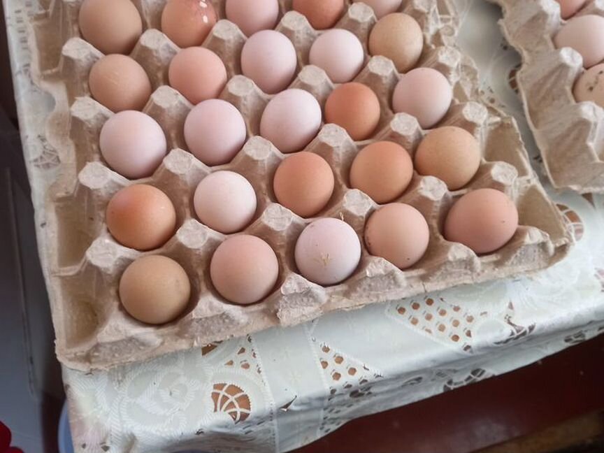 Инкубационные яйца