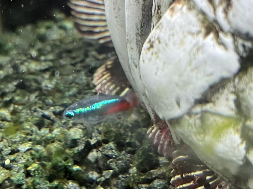 Аквариумные рыбки неоны