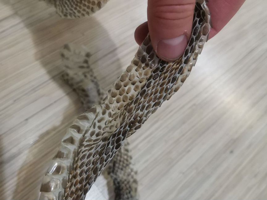 Выползок змеи