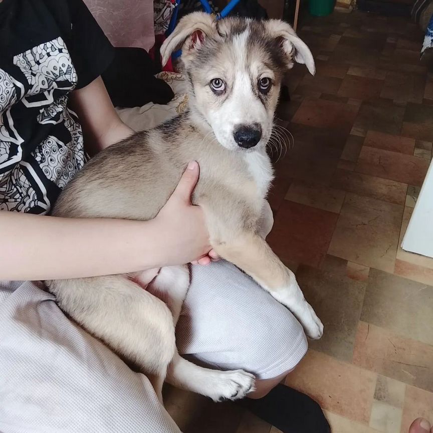 Щенок в добрые руки