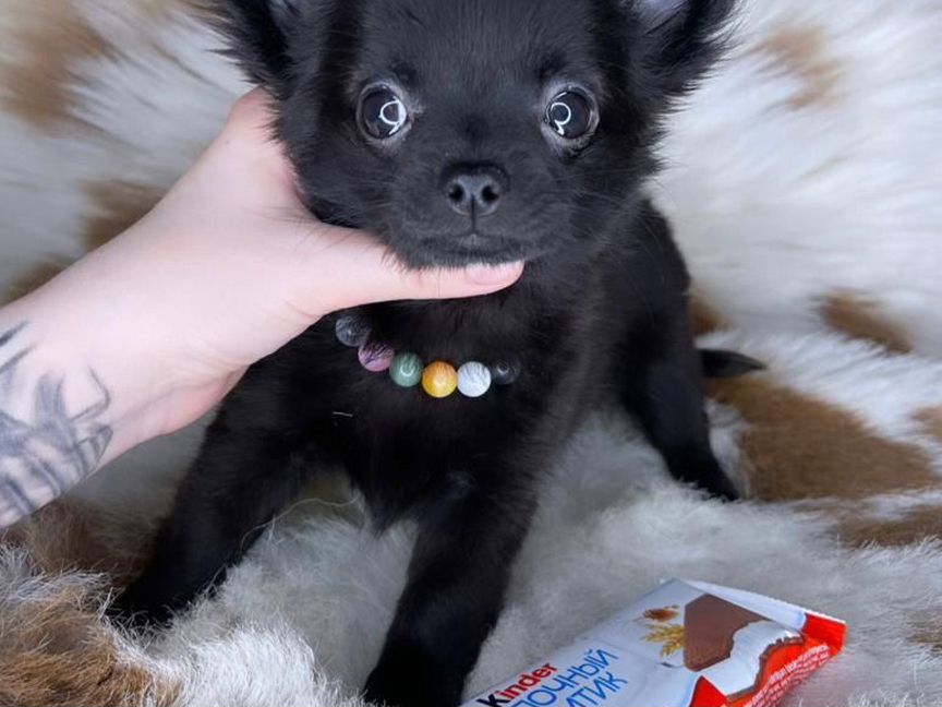 Супер мини мальчишка красавчик