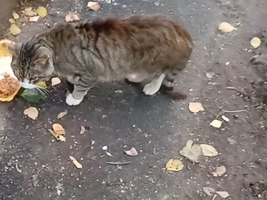 Кот