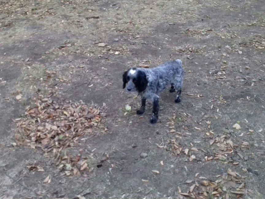 Русский спаниель вязка