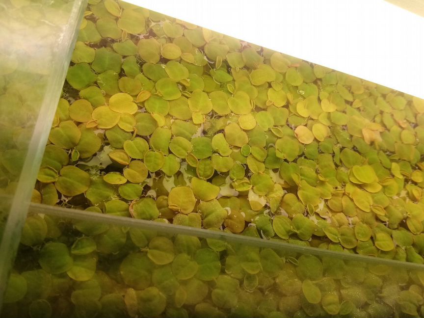 Аквариумное растение Филлантус плавучий