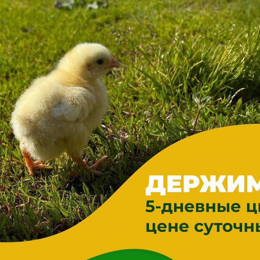 Цыплята Росс суточные в наличие и под заказ