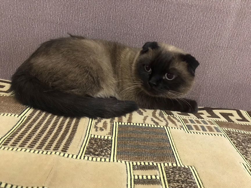 Отдам кострированного кота