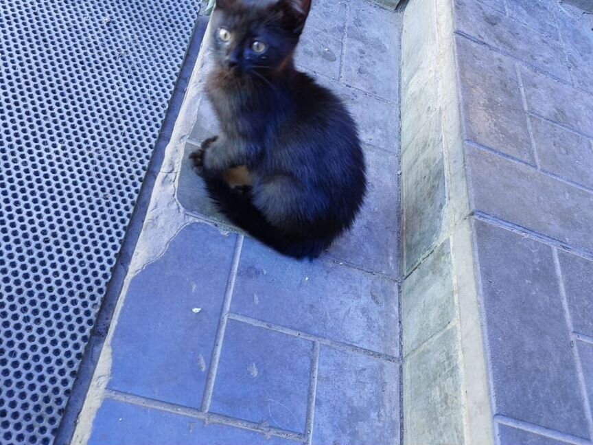Котята черные 3 мальчика