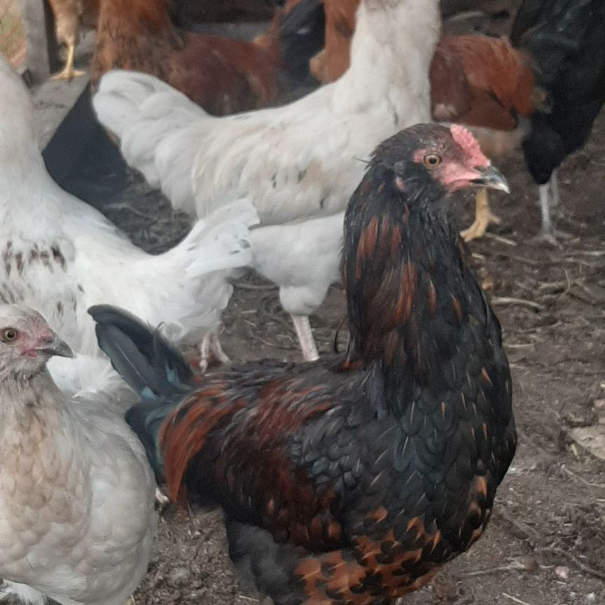 Молодые петушки