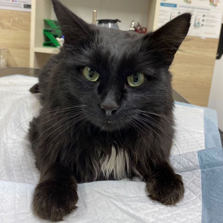 Взрослый кот в добрые руки