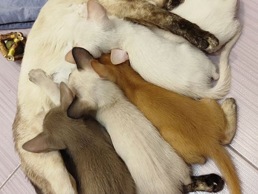 Ориентальные котята