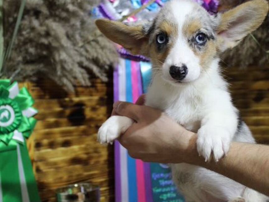 Вельш-корги кардиган мраморный