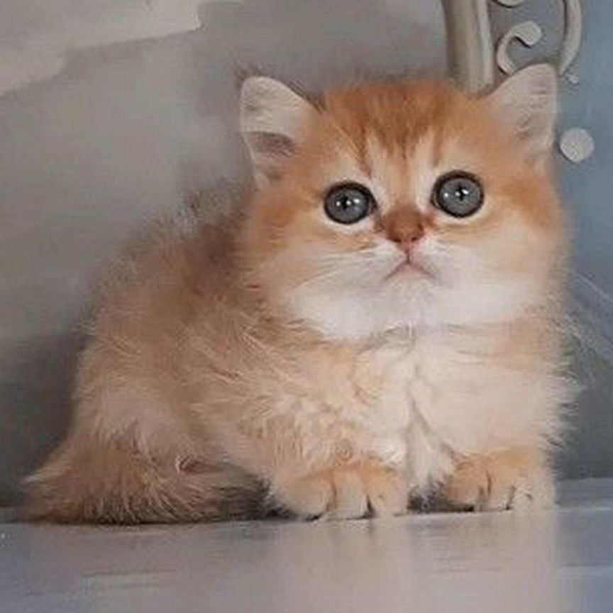Золотые котята с документами