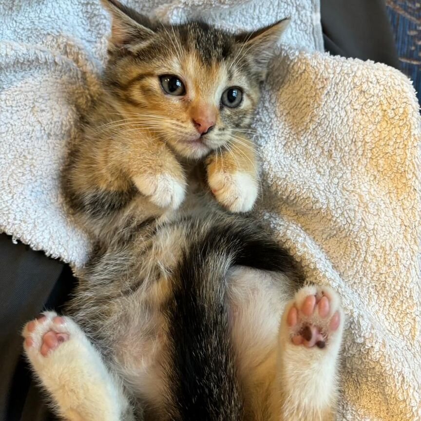 Котенок девочка 2 месяца спасена с улицы