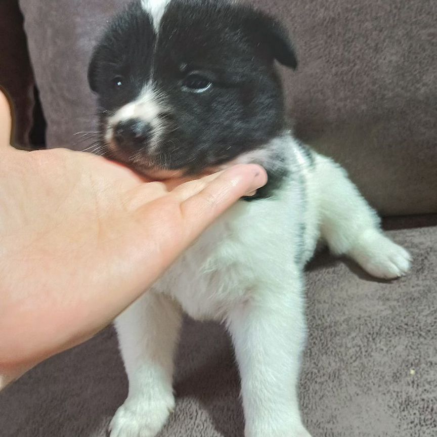 Лайка 1 месяц