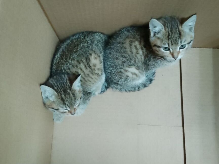 Кошка в дар бесплатно