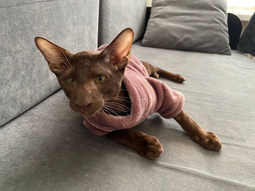 Ориентальный котенок