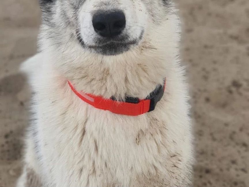 Машенька в добрые руки