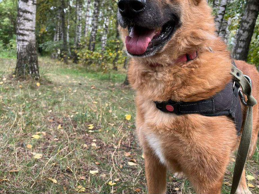 Карамельная собака из приюта