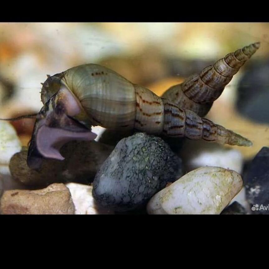 Улитки мелании