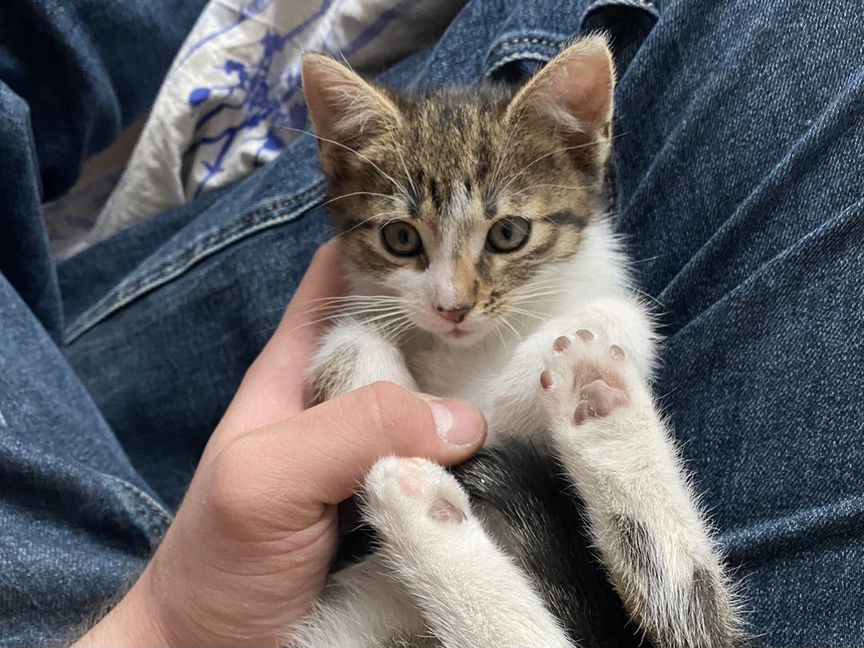 Пятнистое маленькое чудо