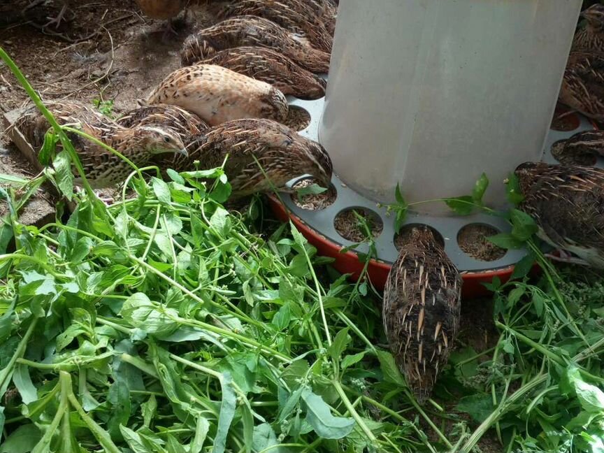 Подсадной перепел