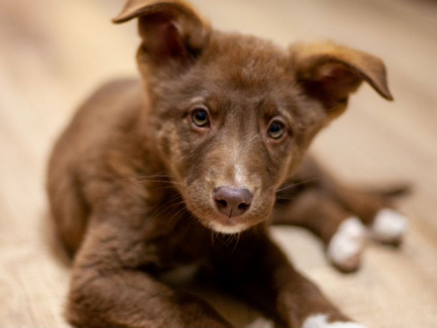 Сникерс ищет дом