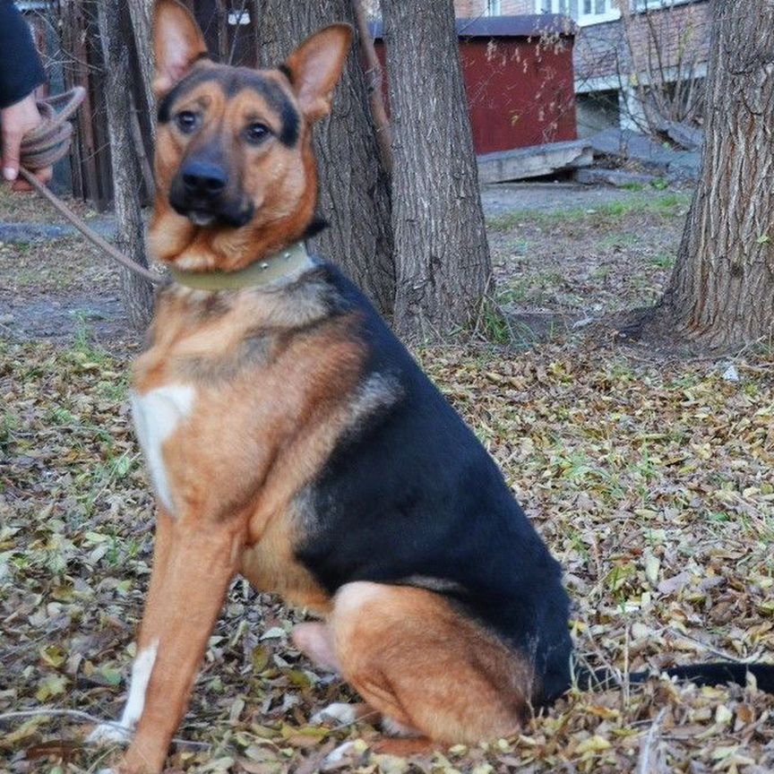 Отдам молодого овчаристого кобеля Марса