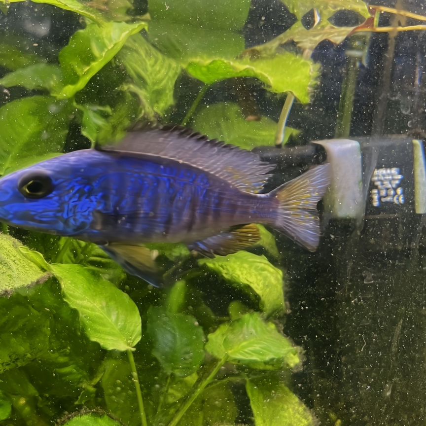 Хаплохромис васильковый