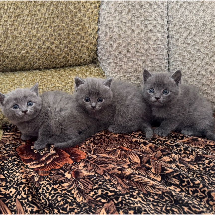 Британский короткошёрстный котёнок