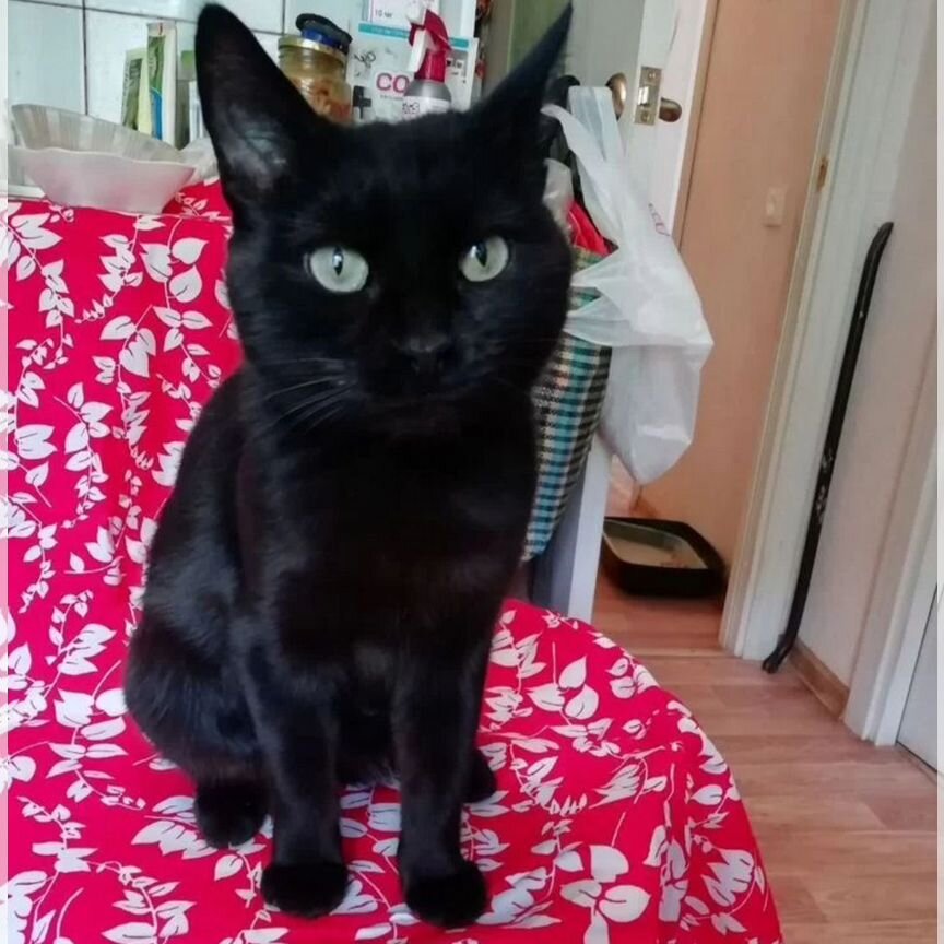 Кошка