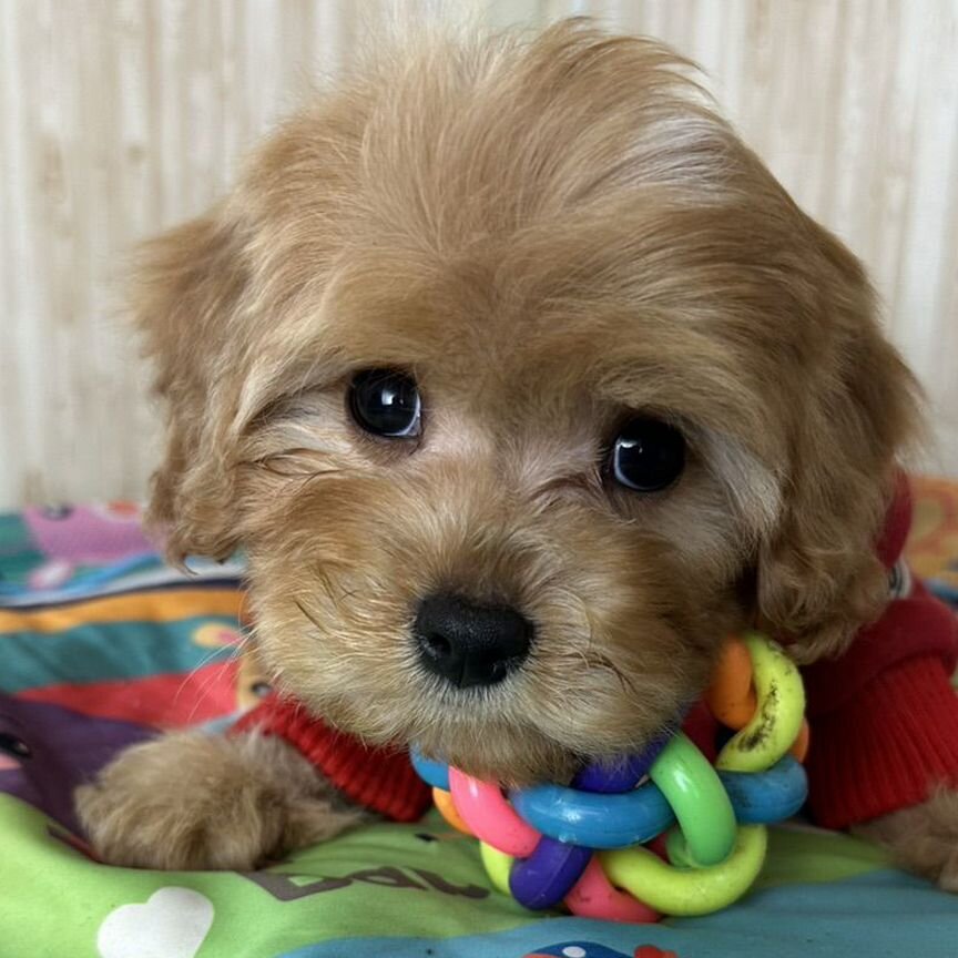 Мальтипу, щенок