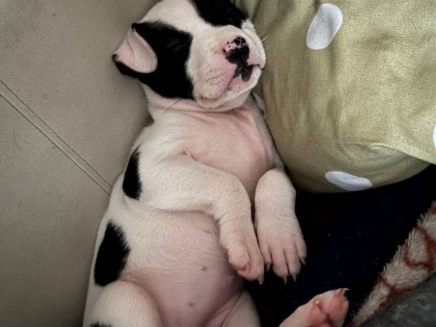 Американский стаффордширский терьер