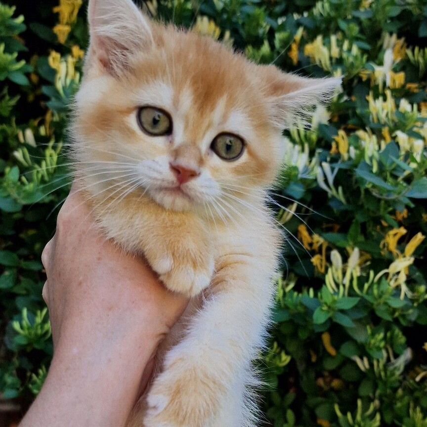 Кот