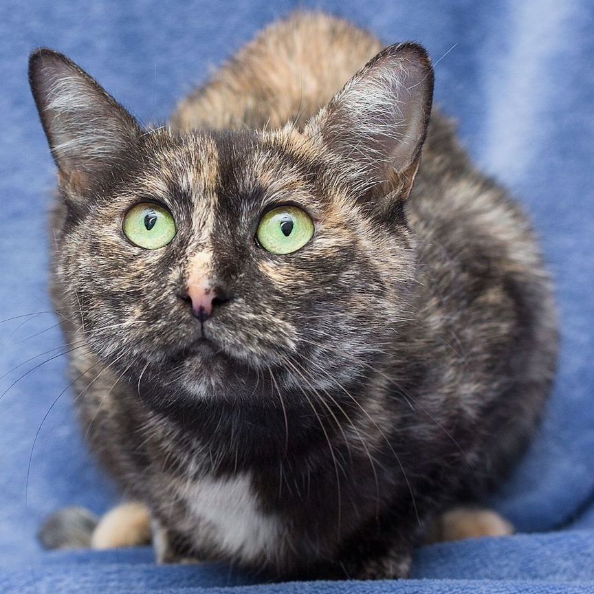 Ласковая черепаховая кошечка в добрые руки