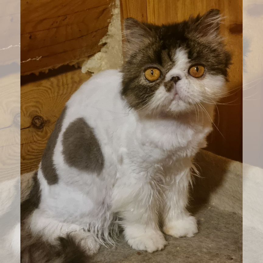 Персидский котёнок