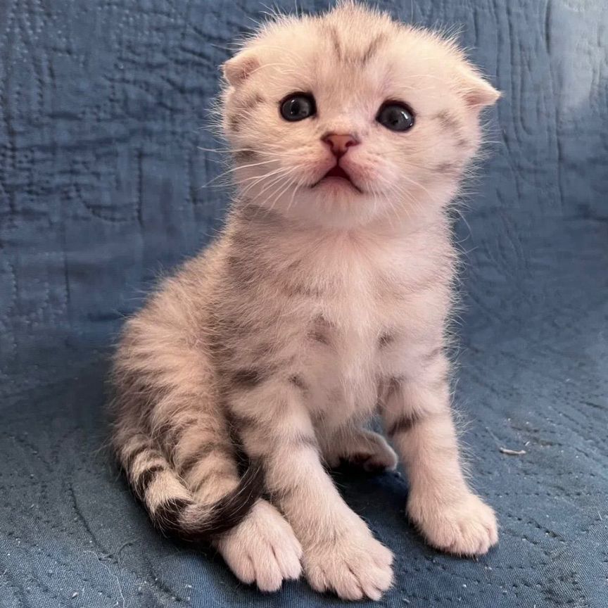 Шотландский вислоухий короткошёрстный котёнок