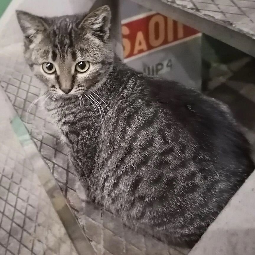 Котенок в добрые руки