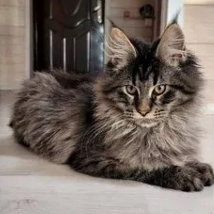 Мейн-кун котёнок