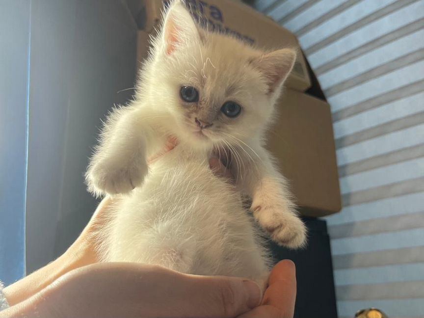 Шотландская серебристая шиншила