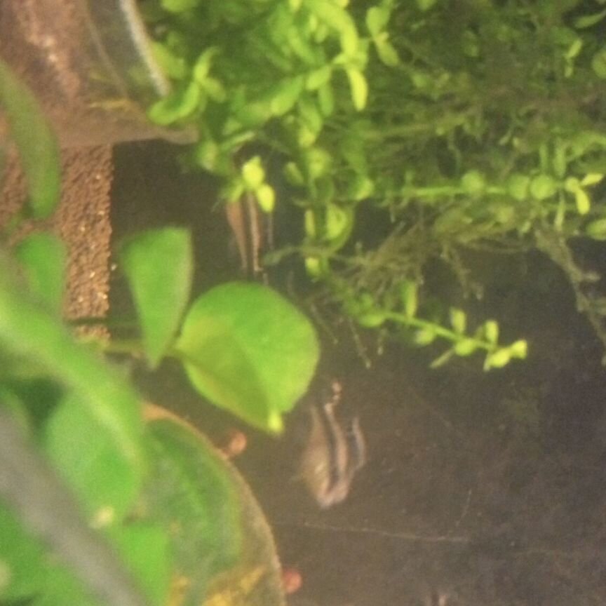 Пельвикохромис попугайчик