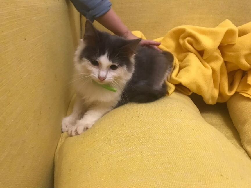 Умилительный и ласкучий котенок