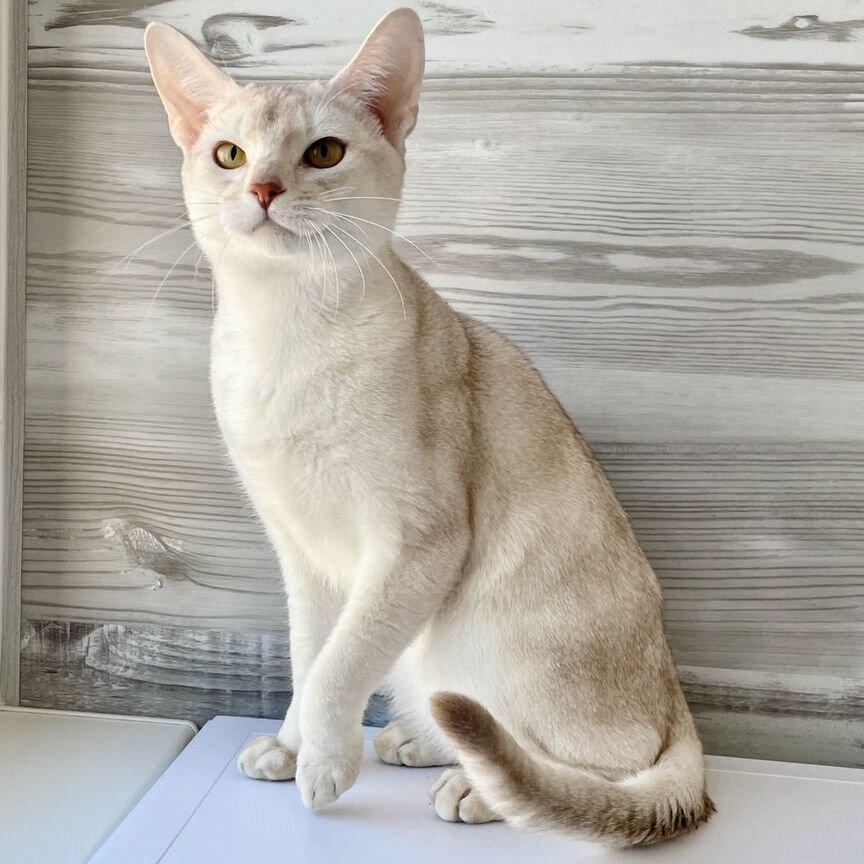 Британский короткошёрстный кот, взрослый