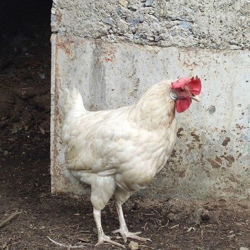 Куры несушки продам