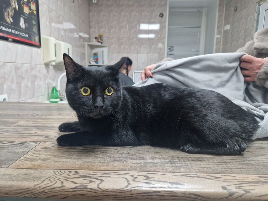 Котик ищет дом