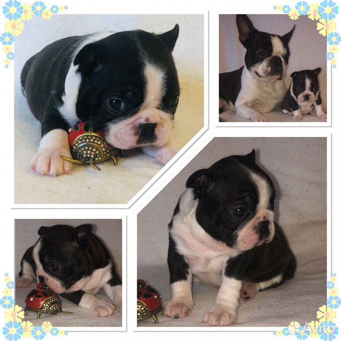 Бостон терьер