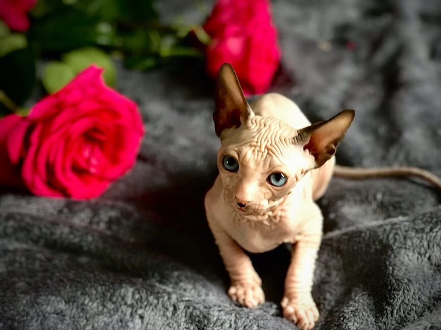 Котята канадики