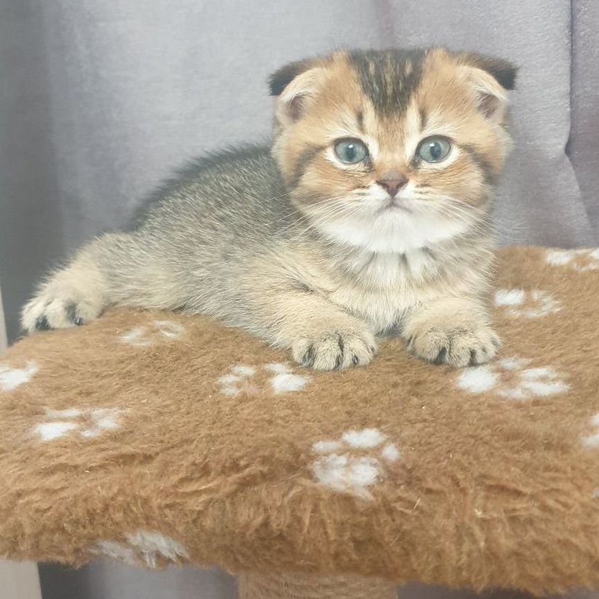 Шотландский вислоухий короткошёрстный котёнок
