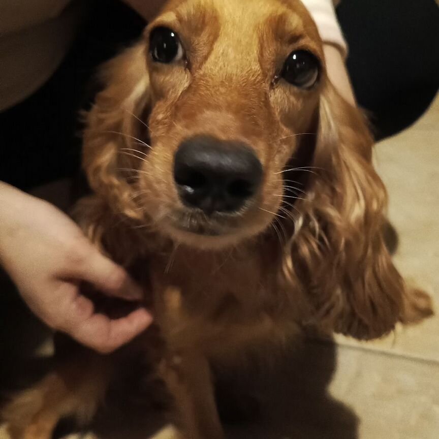 Английский кокер спаниель