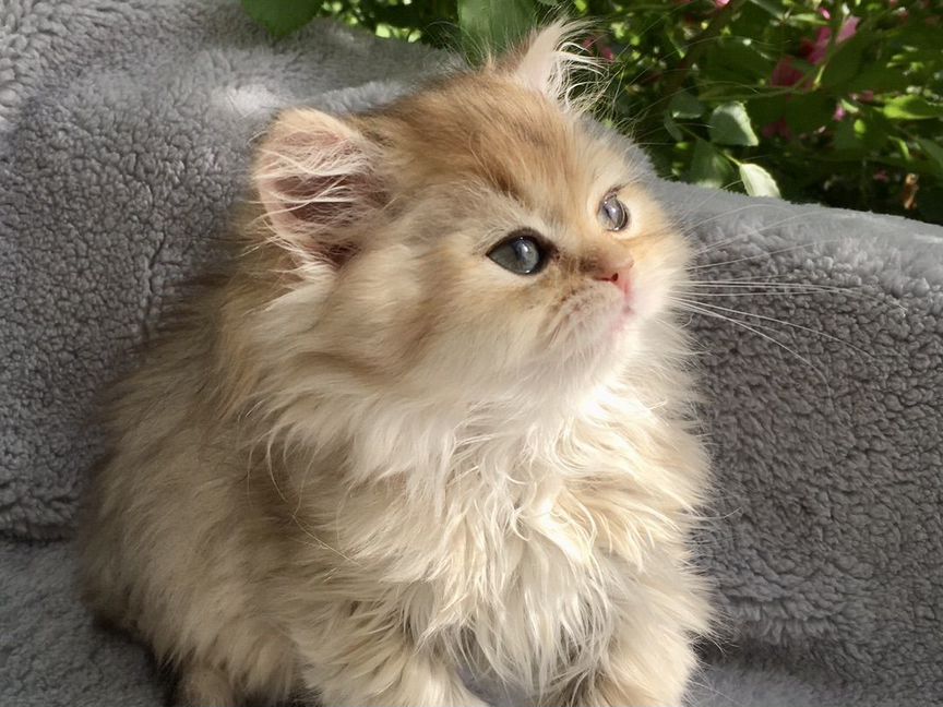 Британские котята
